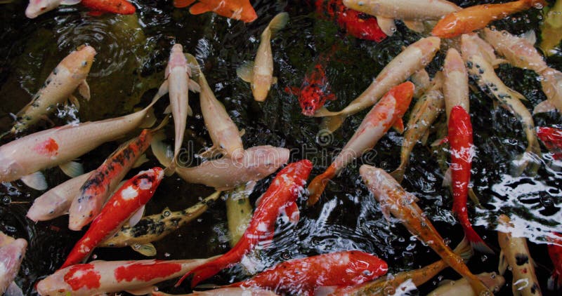 Beautiful and Calm Koi Fish Swimming in a Clear Pond Stock Image ...