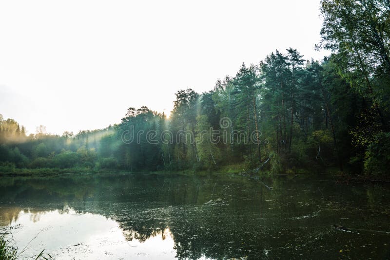 Beautiful Calm Lake and Dark Forest Ashore Stock Photo - Image of plant ...