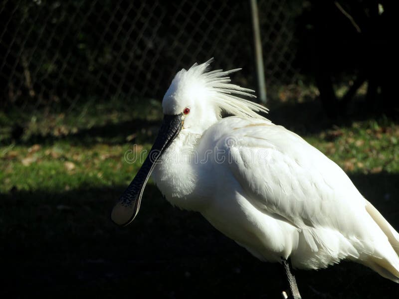 Stand Still, Let Me Memorize Your Beauty. Portrait of Fabulous ...