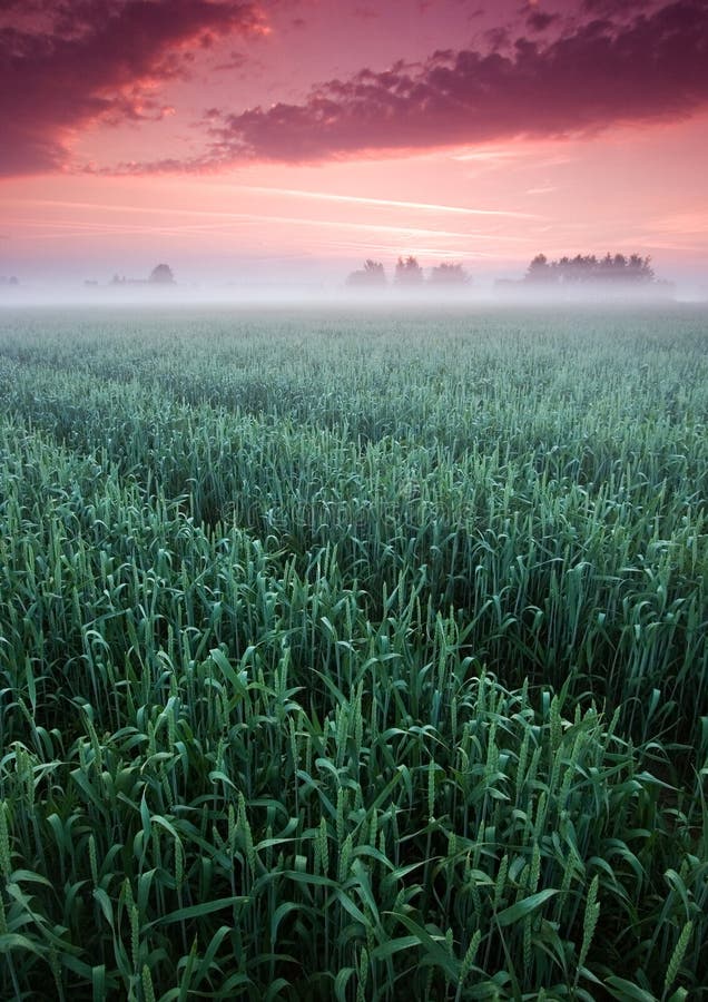 Beautiful and Calm Sunrise. Stock Image - Image of nature, yellow: 11874349