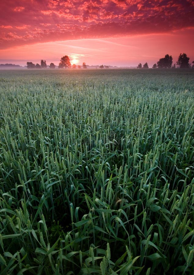 Beautiful and Calm Sunrise. Stock Photo - Image of dawn, farm: 11874454