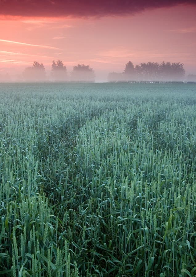 Beautiful and Calm Sunrise. Stock Photo - Image of heaven, pink: 11896420