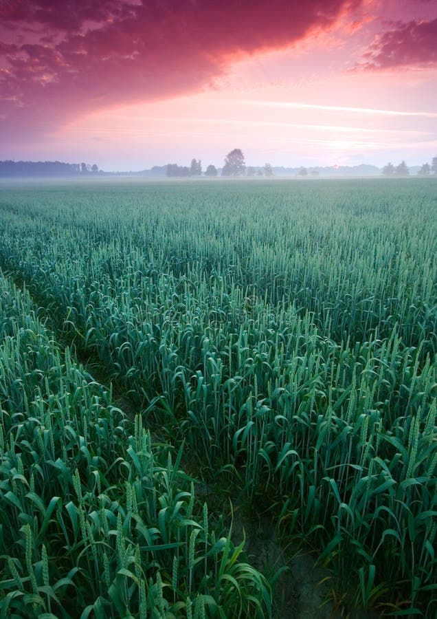 Beautiful and Calm Sunrise. Stock Photo - Image of early, nature: 11896430