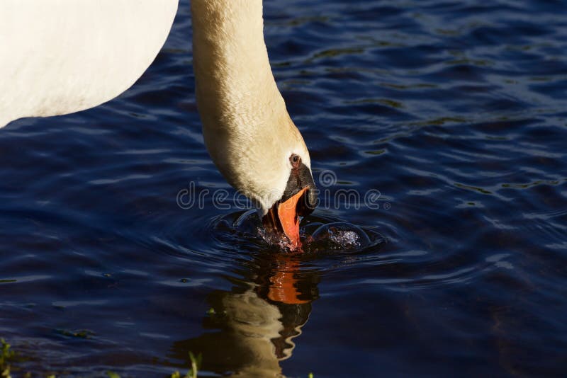 Beautiful Calm Swan is Drinking the Water Stock Image - Image of ...