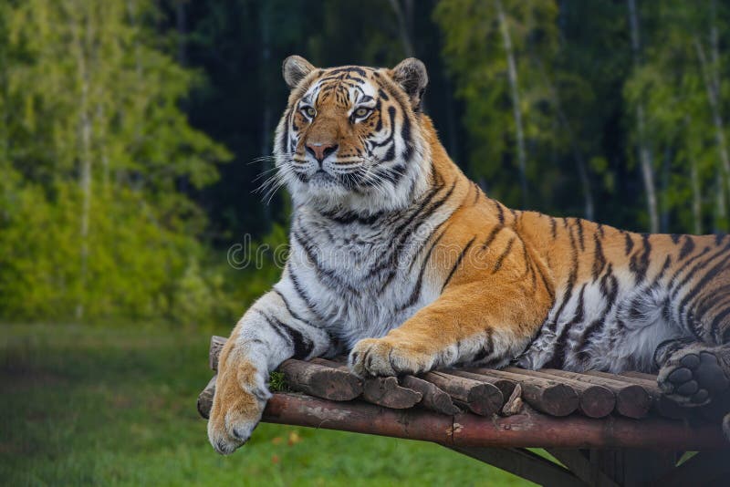 A Calm Tiger Relaxing in the Shrubs Stock Image - Image of pose, lake ...