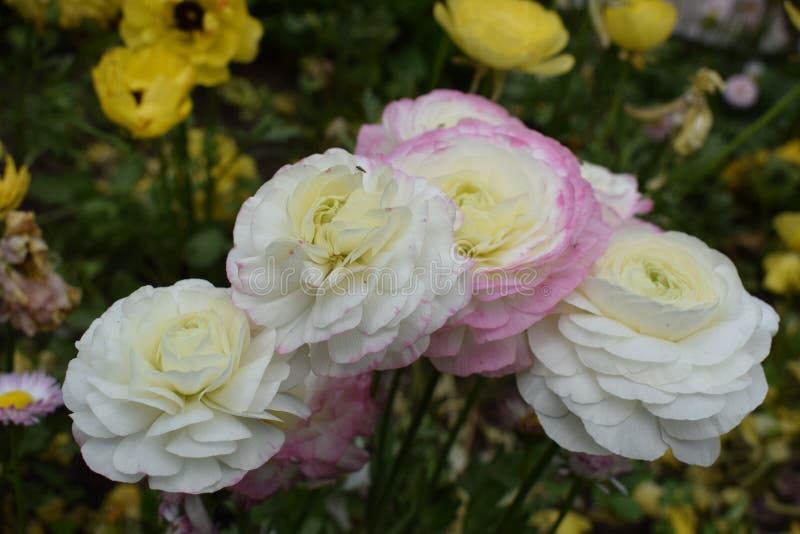 Beautiful and Calm White Roses Stock Photo - Image of white, aroma ...