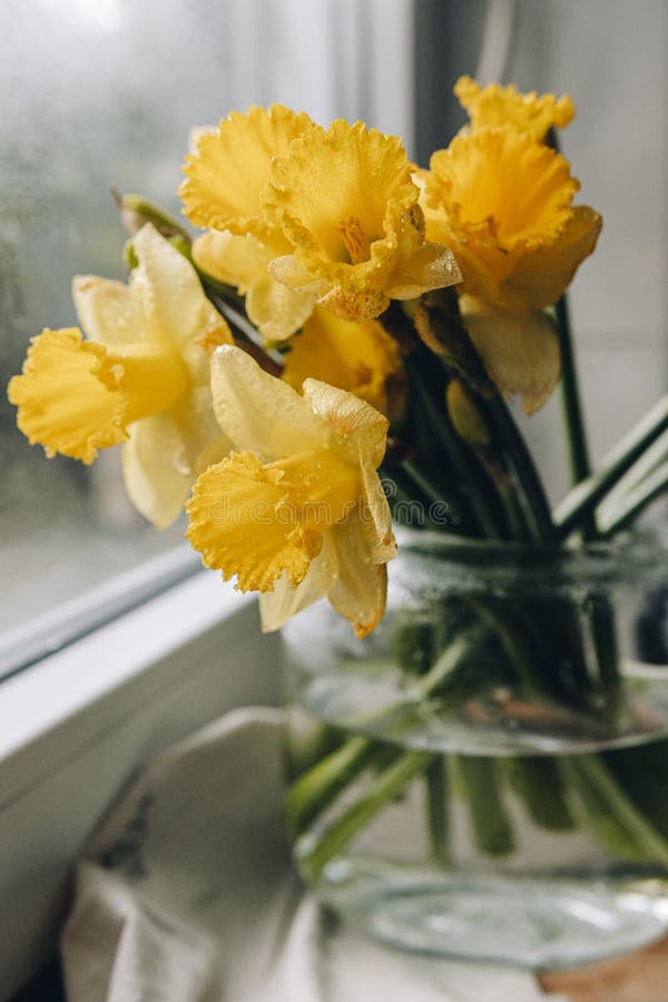 Daffodils with Water Drops. Light Spring Still Life on the Window with ...