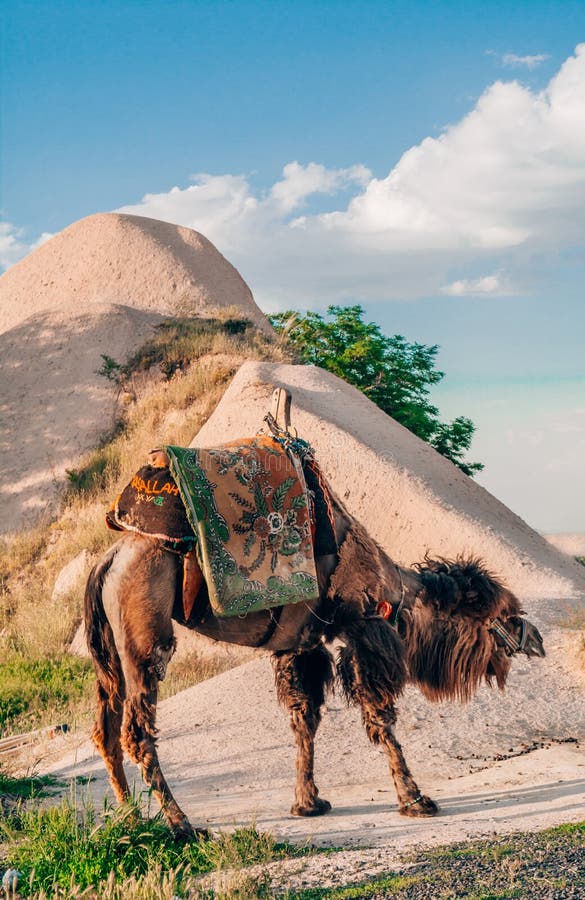 Camel in Cappadocia Turkey, Uchisar. Entertainment and Vacation in ...