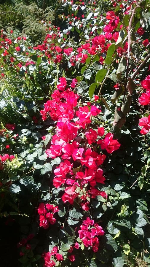 Camel Flowers stock photo. Image of plants, flowers - 114651826