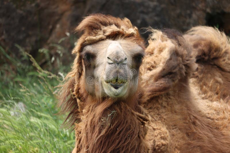 Beautiful Camel Great Animal with Special Desert Hump Stock Photo ...