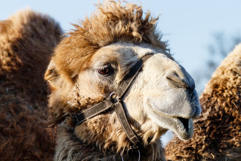 Beautiful Camel Head Against the Blue Sky Stock Photo - Image of beast ...