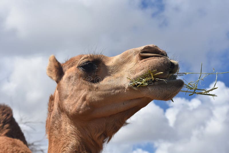 Beautiful Camel Chewing Hay with His Head in the Clouds Stock Photo ...