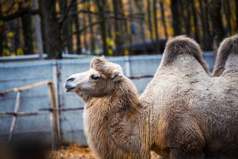Beautiful camel portrait stock photo. Image of farm - 150894496