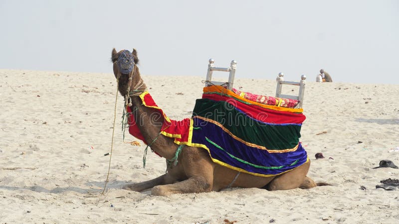 Camel Sitting in Front of the Pyramids of Giza Stock Photo - Image of ...