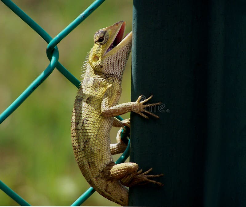 Beautiful Cameleon stock photo. Image of animal, colours - 567684