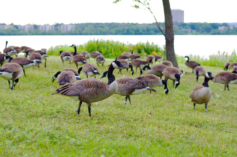 Beautiful Canada geese stock photo. Image of goose, green - 96768508