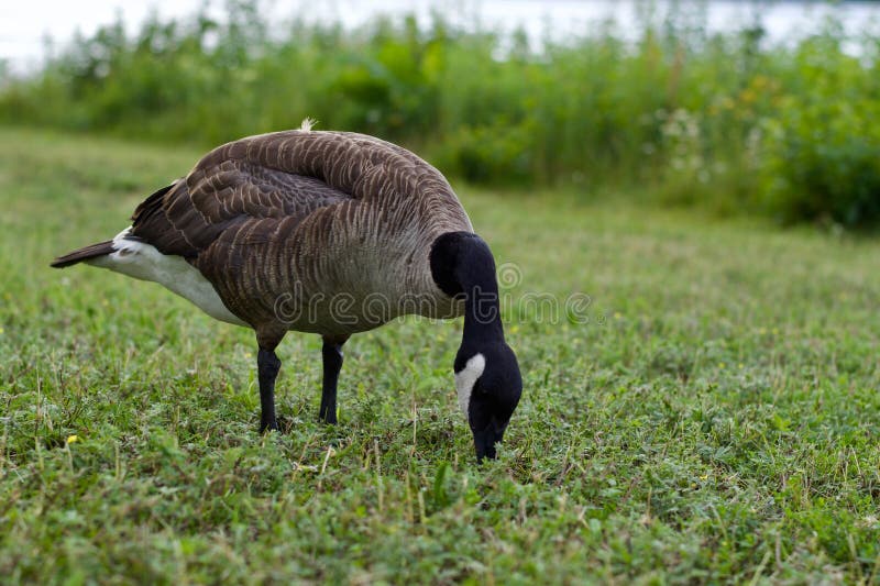 Beautiful Canada goose stock photo. Image of green, water - 96768954