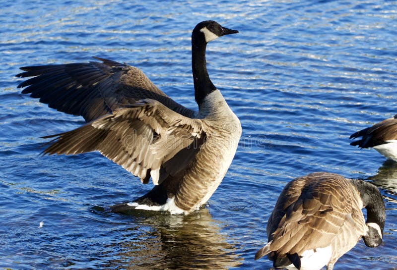 Beautiful Canada Goose Spreads His Strong Wings on the Beach Stock ...
