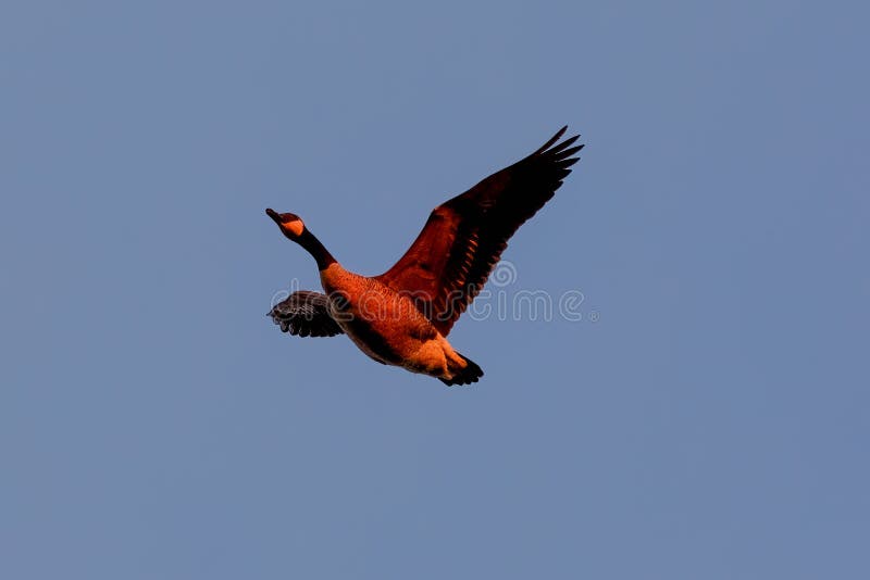 Beautiful Canadian Goose Flying in a Blue Sky Stock Photo - Image of ...