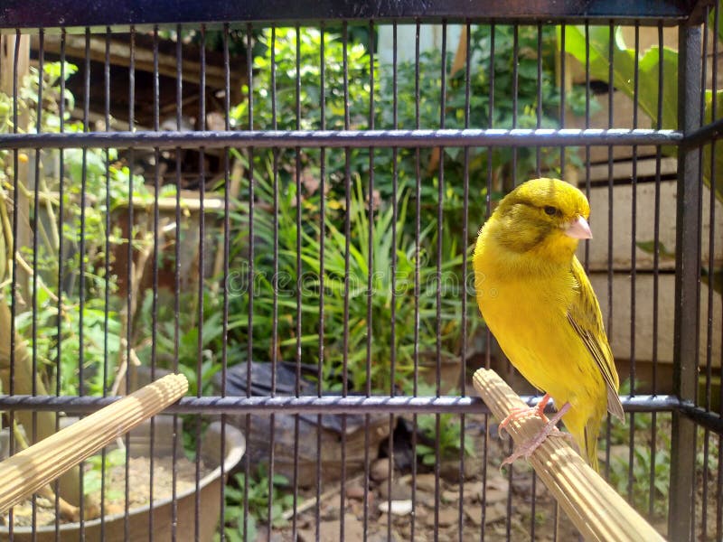 Beautiful canany green stock photo. Image of parakeet - 262886744