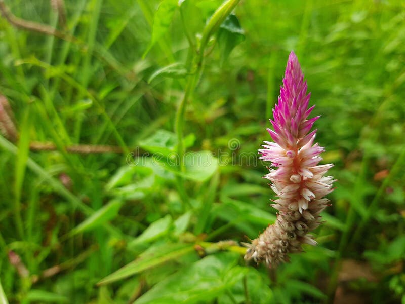 Beautiful candle flower stock image. Image of candle - 264563691