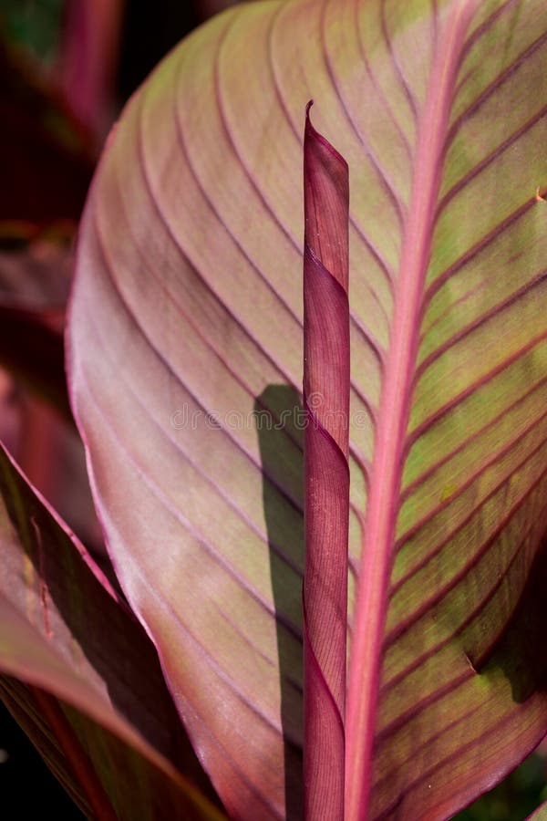 Beautiful Canna Lily Plant Leaf Texture Stock Photo - Image of ...