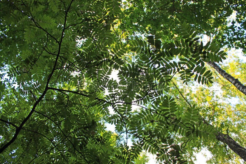 Canopy of Green Leaves of Trees Against the Blue Sky Stock Image ...
