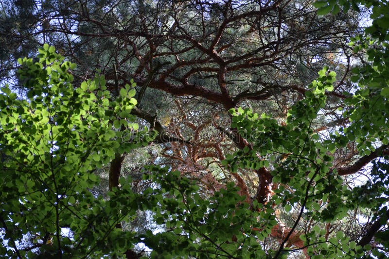 Canopy of Several Tree Species Stock Image - Image of translucent ...