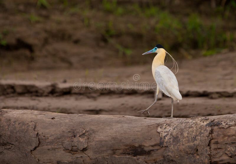 The beautiful Capped Heron stock image. Image of color - 20491629