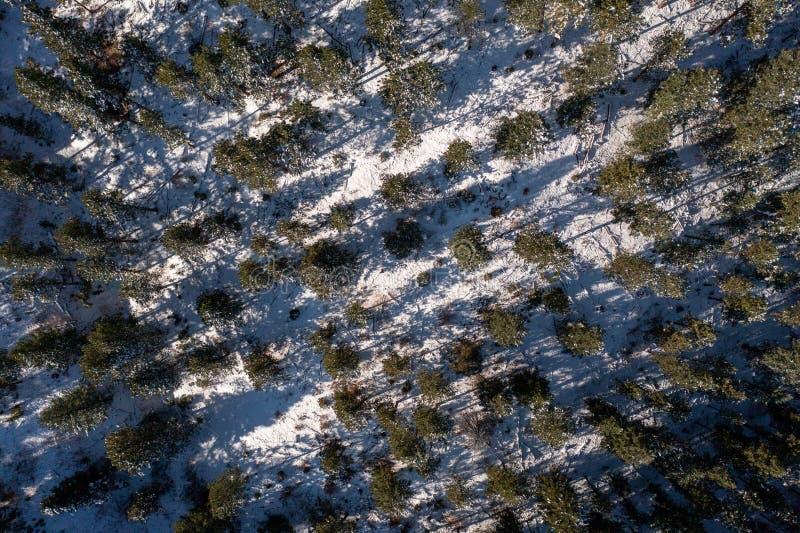 Beautiful Capture of Pine Trees from Above on Top of a Snowy Patch of ...