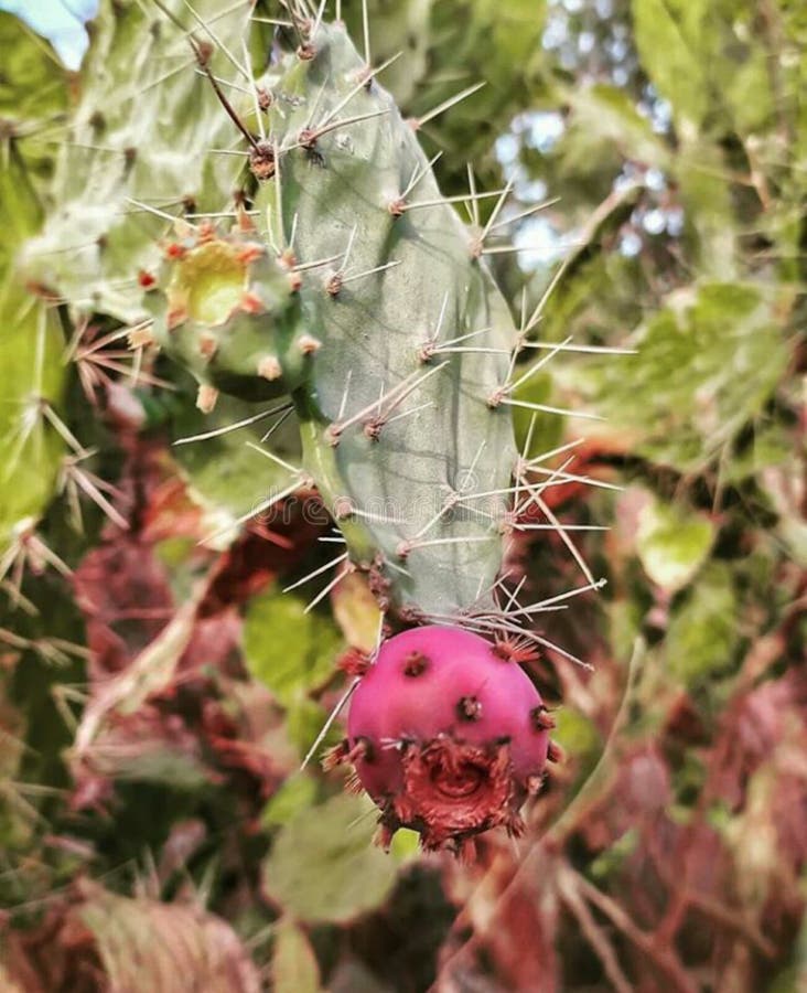 The Beautiful Capture Scene in Pink Flower with Tree Stock Image ...