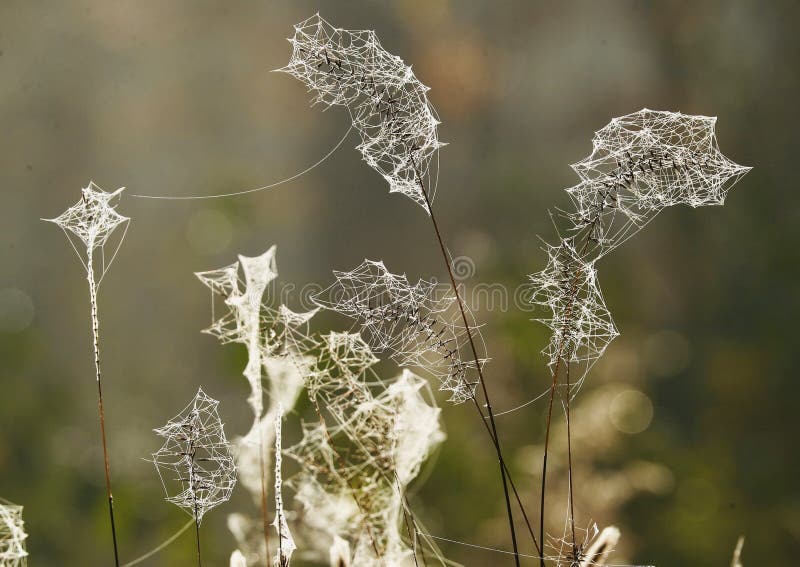 Spider web art stock image. Image of tree, fall, freezing - 260819257