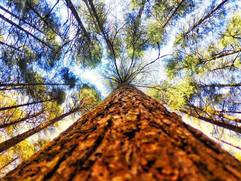 A Beautiful Capture of Tree and Sky Closed Picture Stock Image - Image ...