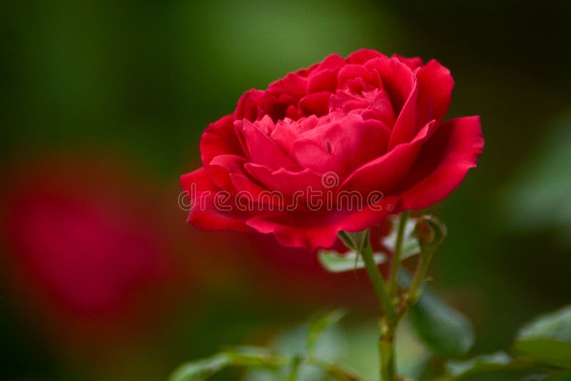 Red Rose stock photo. Image of captured, rose, beautiful - 127646372