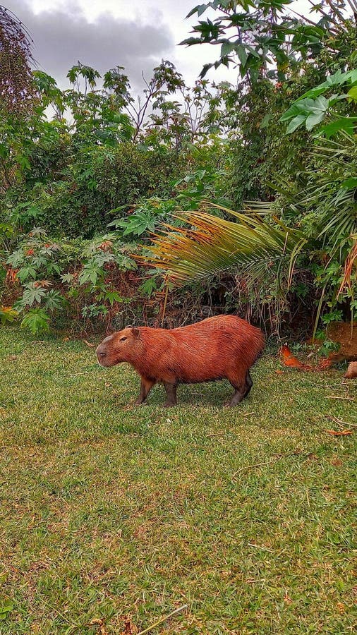 Beautiful Capybara in the Park. Stock Photo - Image of community ...