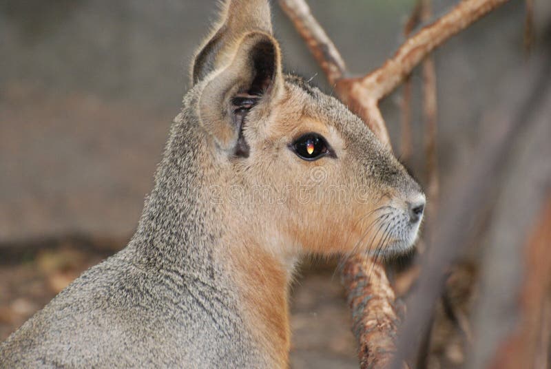 Beautiful Capybara Profile Up Close and Personal Stock Image - Image of ...
