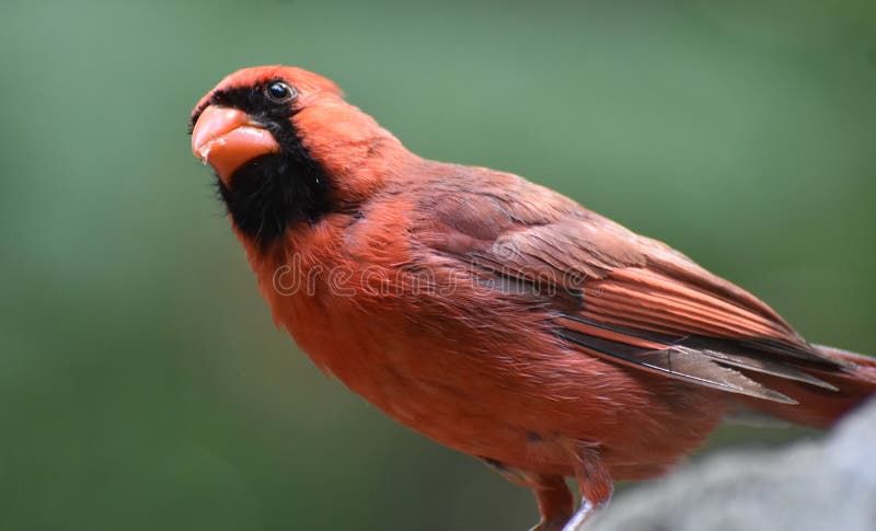 Cardinal Grosbeak With Fanned Tail Feathers On The Ground Stock Image ...