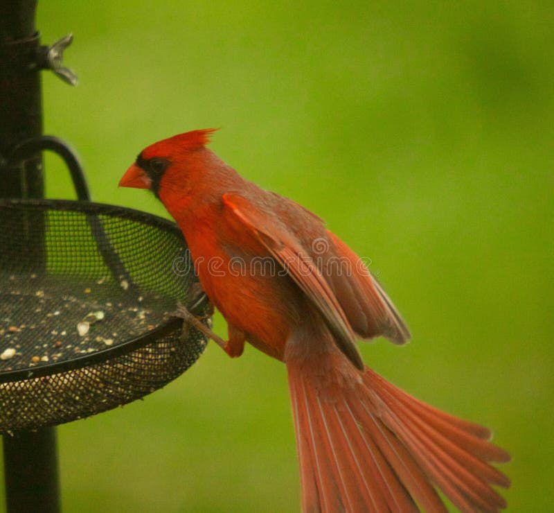 Beautiful Cardinal stock photo. Image of ready, birds - 53119694