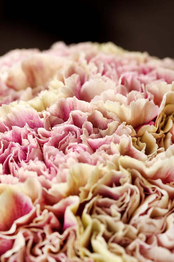 Beautiful Carnation Flowers Stock Image - Image of green, bouquet: 18597857