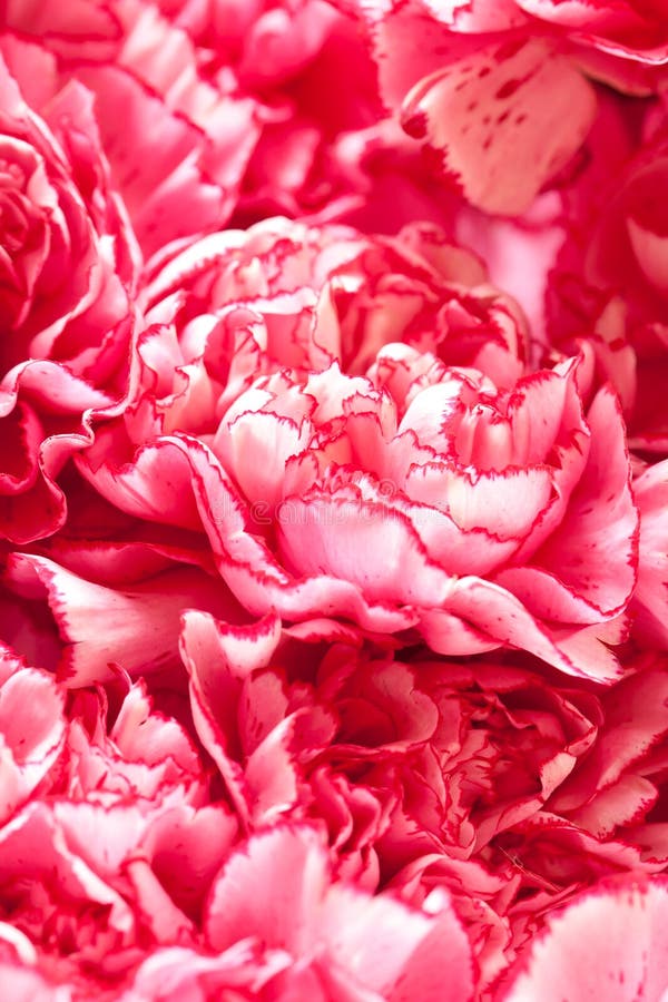 Beautiful Carnation Flowers Stock Image - Image of bright, garden: 24132251