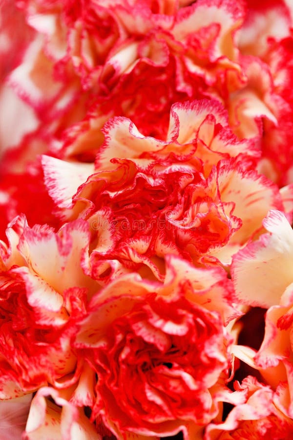 Beautiful Carnation Flowers Stock Photo - Image of bright, fragrant ...