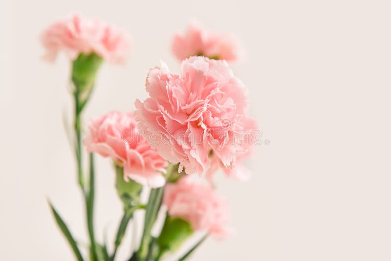 Beautiful Carnation Flowers on Light Background Stock Image - Image of ...