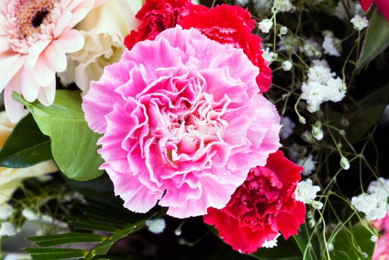 Beautiful Carnation and Gerbera Flowers. Stock Image - Image of ...