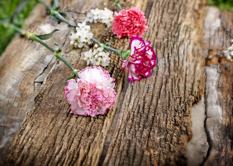 Beautiful Carnations in Transparent Vase Stock Photo - Image of holiday ...