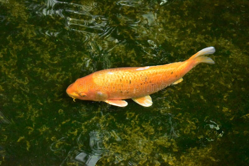 Beautiful carp fish stock photo. Image of carp, fauna - 106506480