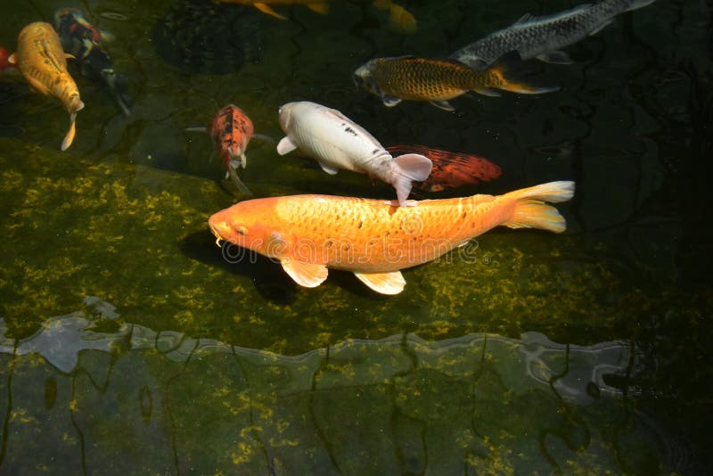Beautiful carp fish stock image. Image of pond, carp - 106506451