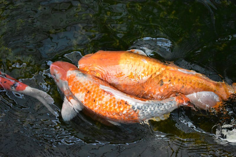 Beautiful Carp stock photo. Image of oriental, fish, recreation - 6834300