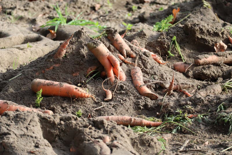 A Carrot Field Processed by a Harvester Stock Photo - Image of carrots ...