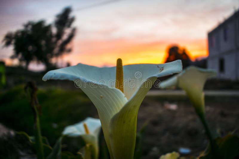 Beautiful Cartridge Flower with Sunset Background Stock Image - Image ...