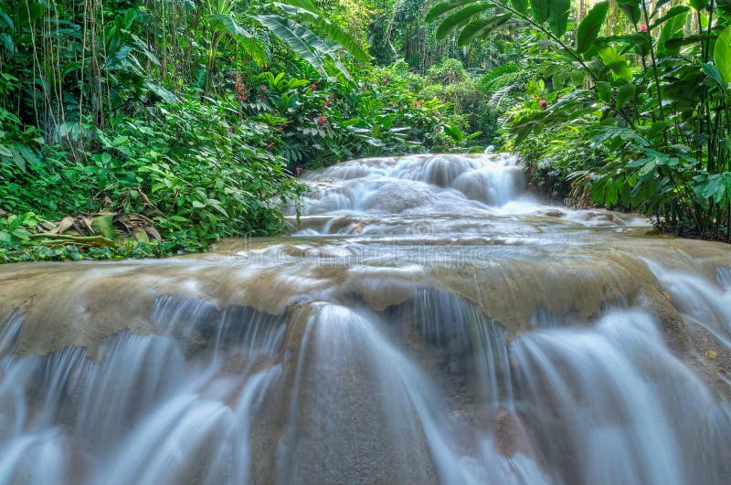 Rainforest in Jamaica stock photo. Image of exotic, lush - 32298902